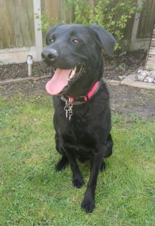 Labrador Retriever Rescue Southern England