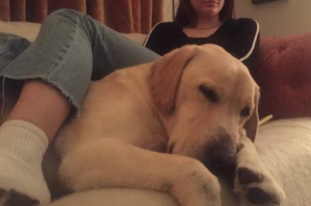 Labrador Retriever Rescue Southern England